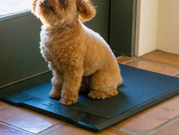 BarkingMat Smart Dog Training Mat | theChive University
